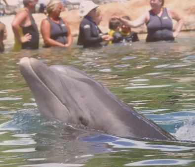 Dixie | Captive Cetacean Wiki | Fandom