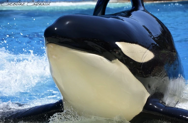 Keet | Captive Cetacean Wiki | Fandom