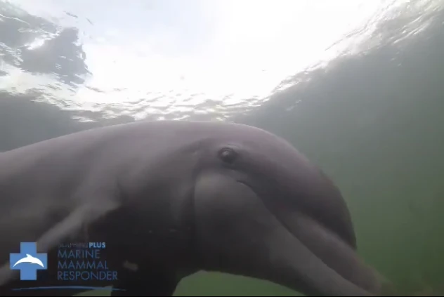 Jessica | Captive Cetacean Wiki | Fandom