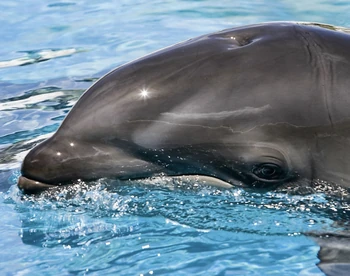 Kawili Kai | Captive Cetacean Wiki | Fandom