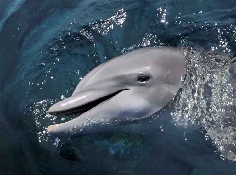 Roxy (Marineland Dolphin Adventure 1990) | Captive Cetacean Wiki | Fandom