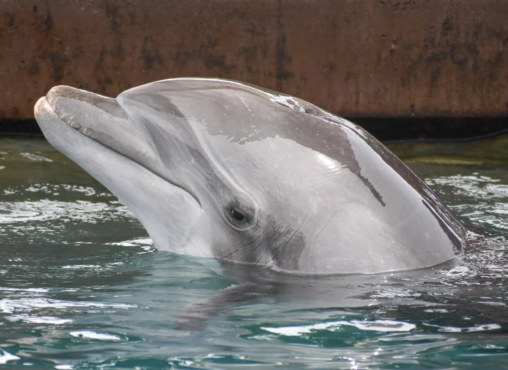 Osborne | Captive Cetacean Wiki | Fandom