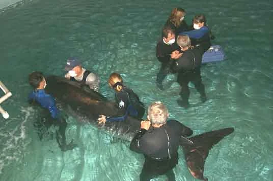 Mia | Captive Cetacean Wiki | Fandom