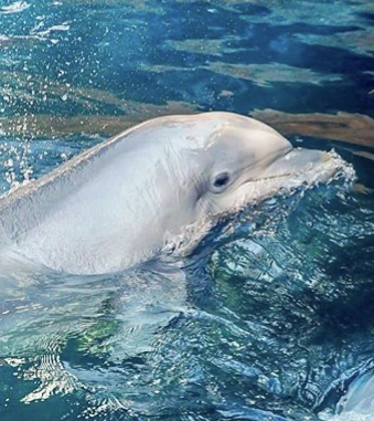 Stella | Captive Cetacean Wiki | Fandom