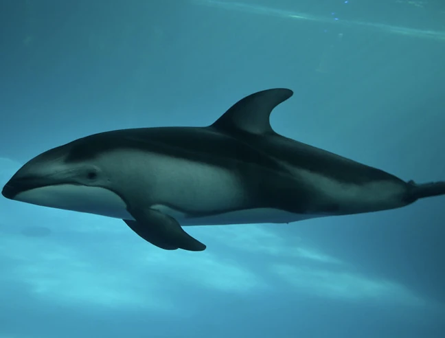 Makoa | Captive Cetacean Wiki | Fandom