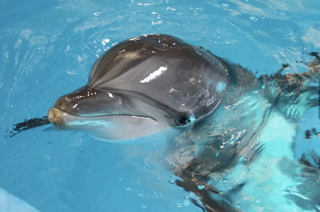 Kalei | Captive Cetacean Wiki | Fandom