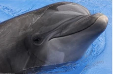 Cosmo | Captive Cetacean Wiki | Fandom