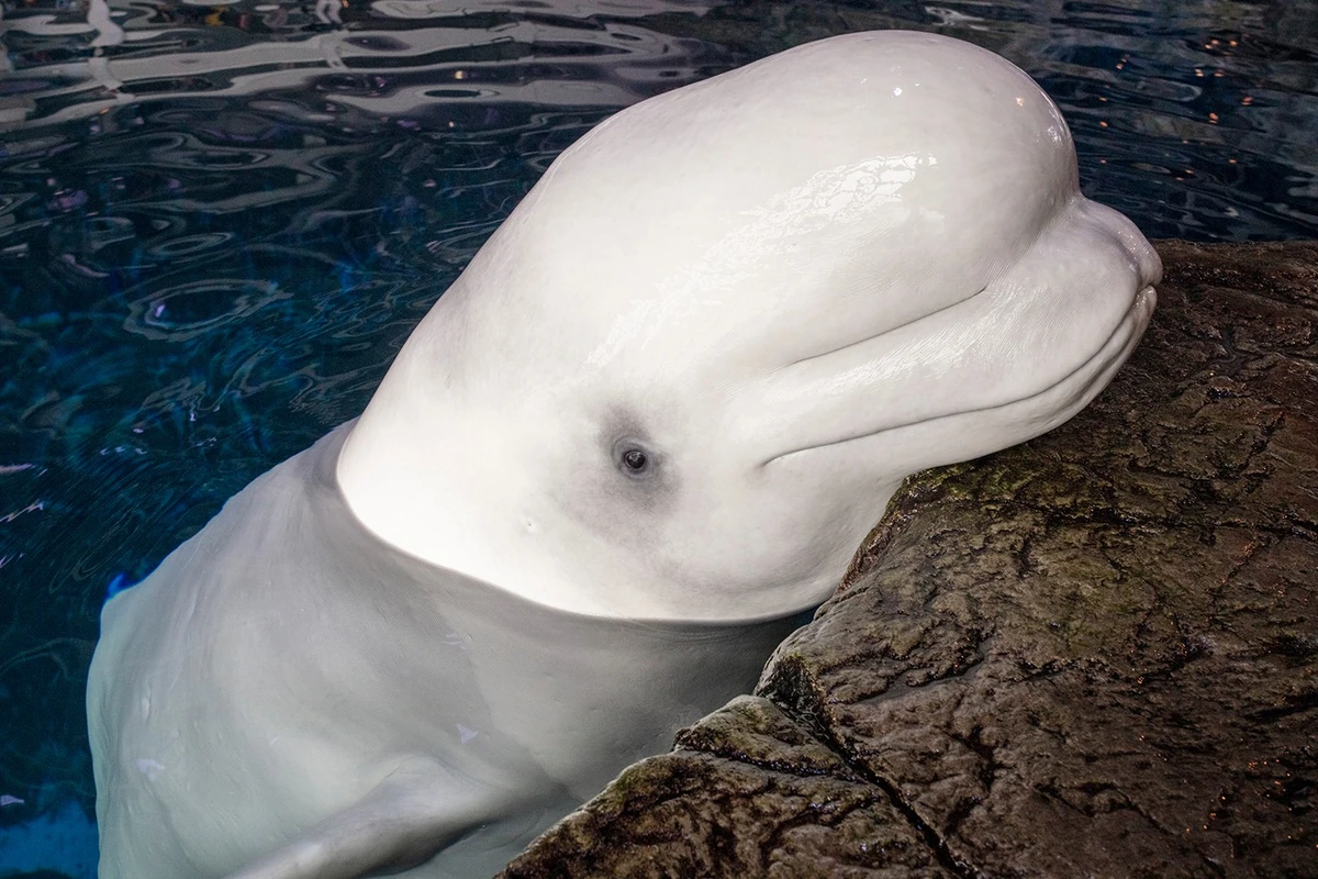 Mauyak | Captive Beluga Whale Wiki | Fandom