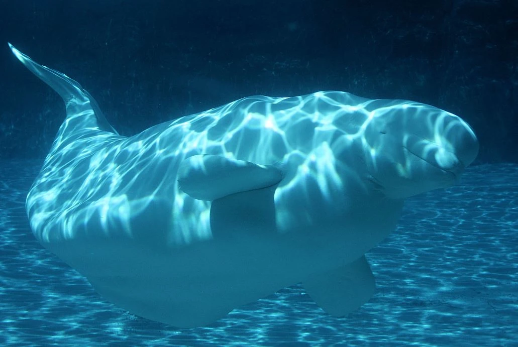 Belyi | Captive Beluga Whale Wiki | Fandom