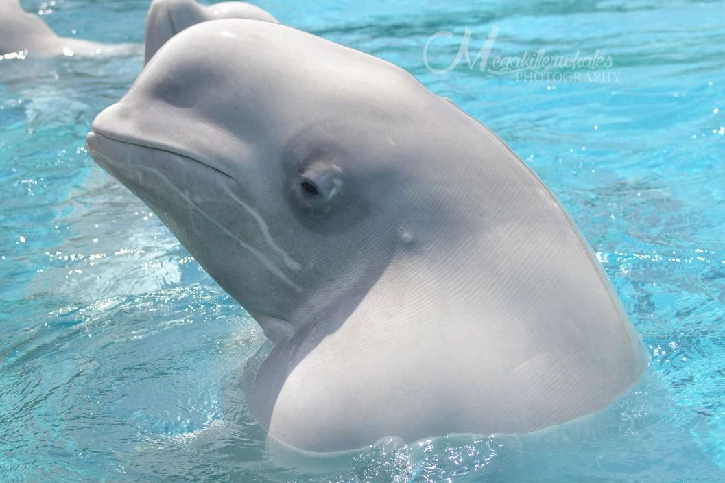 Aurora (Marineland Canada) | Captive Beluga Whale Wiki | Fandom