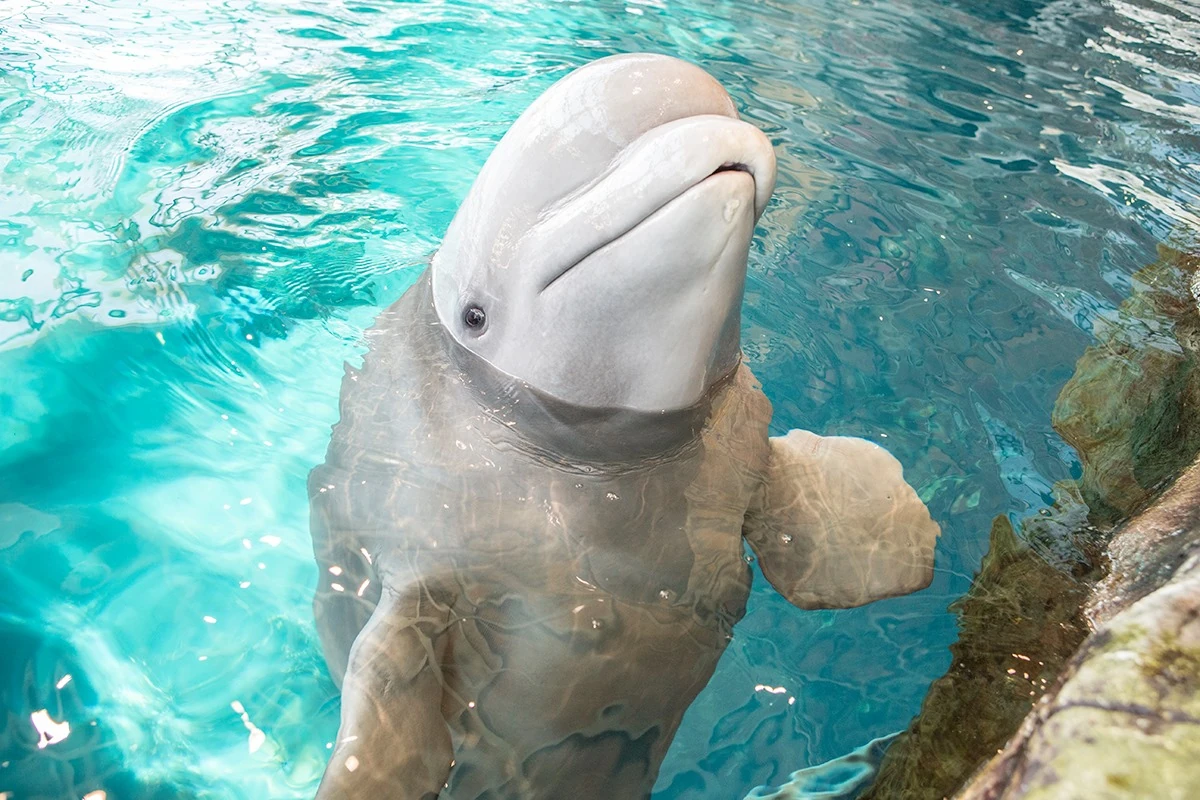 Bella | Captive Beluga Whale Wiki | Fandom