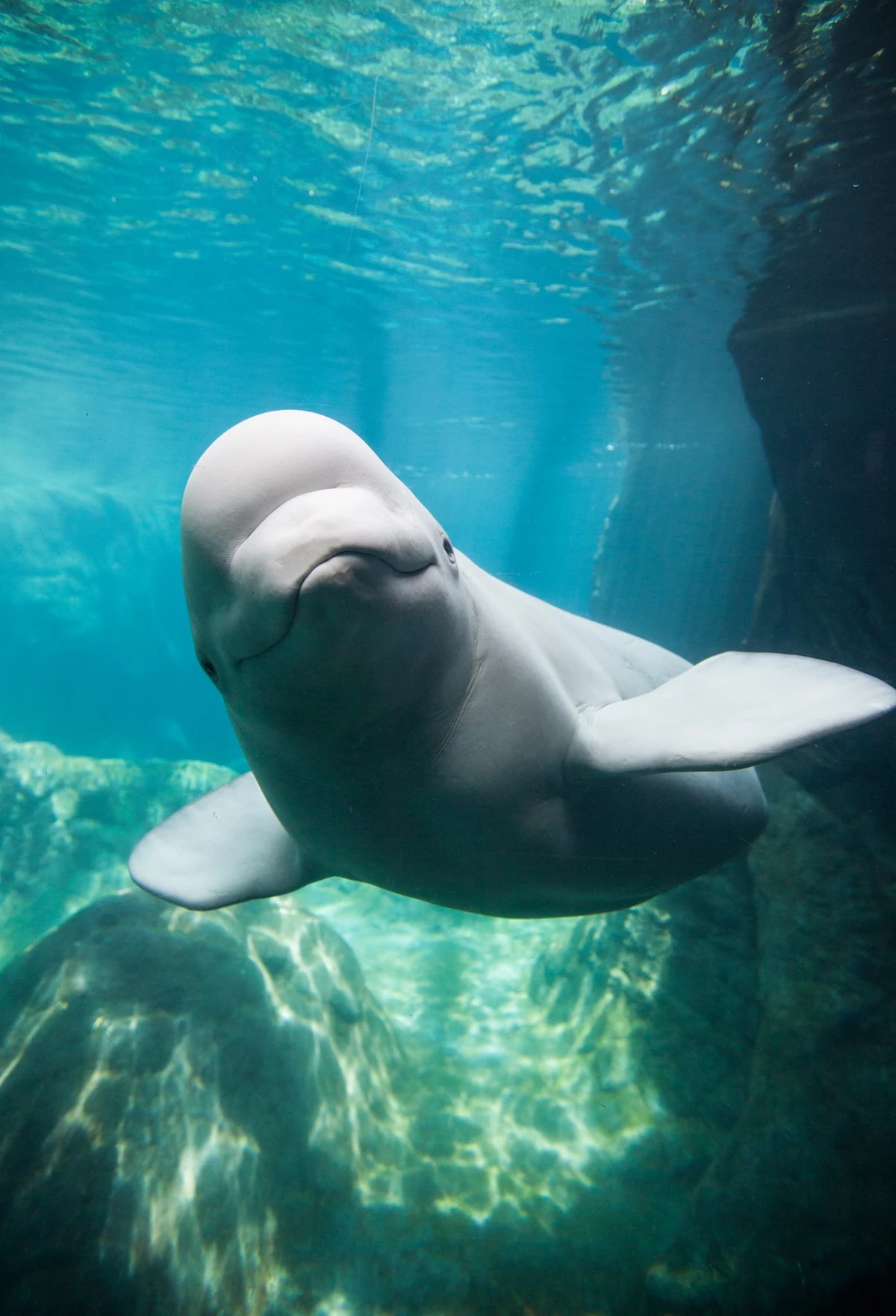 Nunavik | Captive Beluga Whale Wiki | Fandom