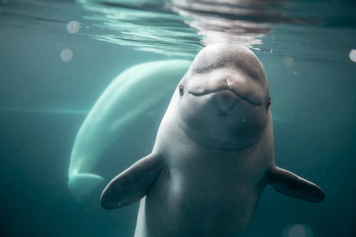 Atlas | Captive Beluga Whale Wiki | Fandom
