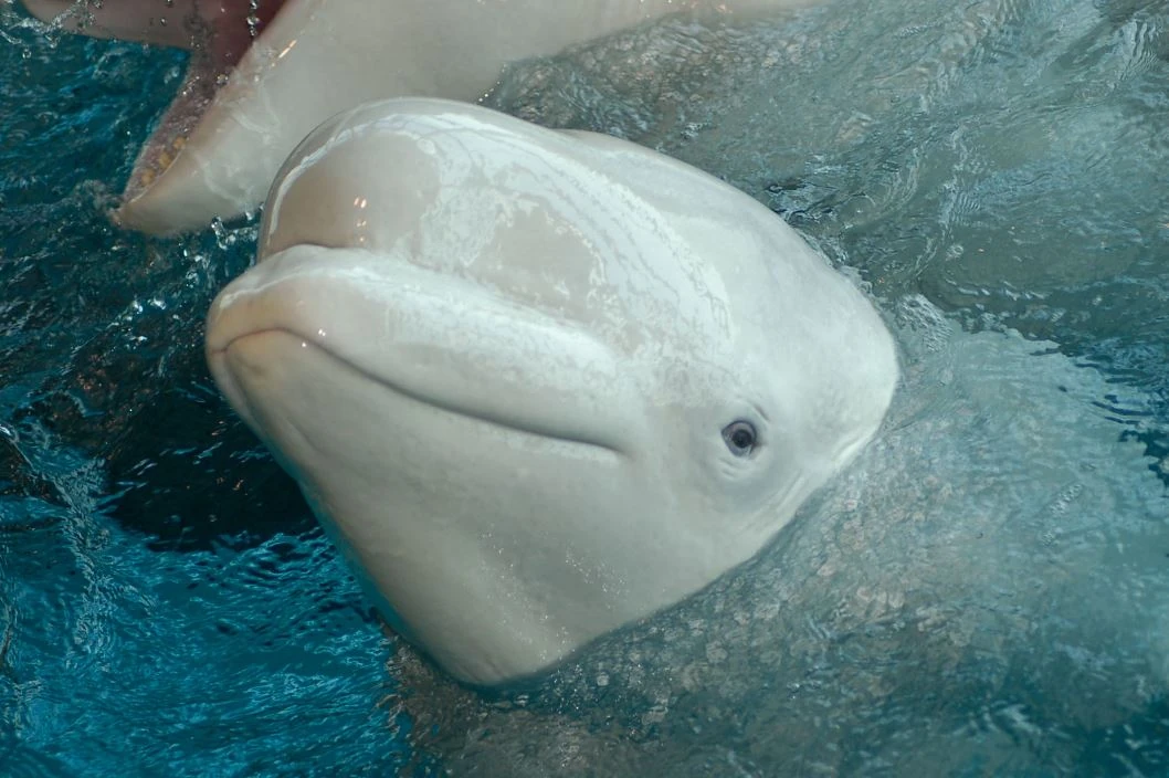 Qannik | Captive Beluga Whale Wiki | Fandom