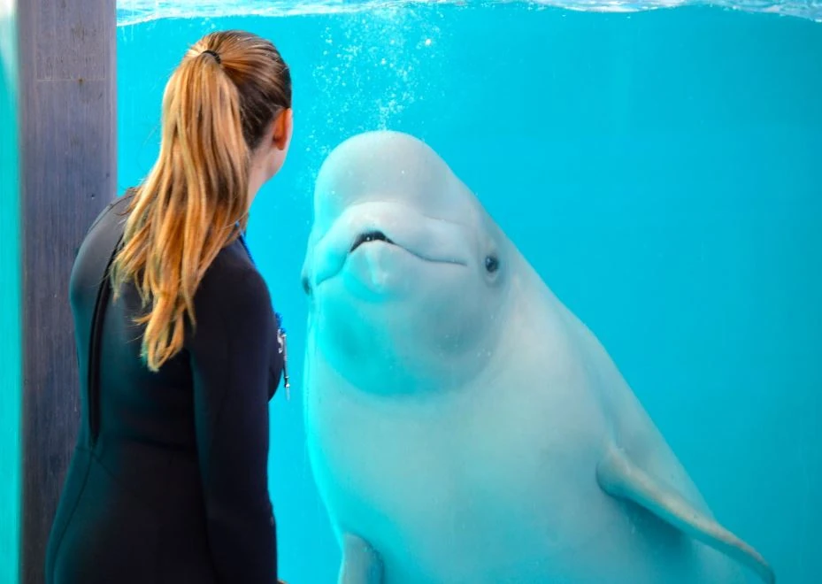 Luna | Captive Beluga Whale Wiki | Fandom