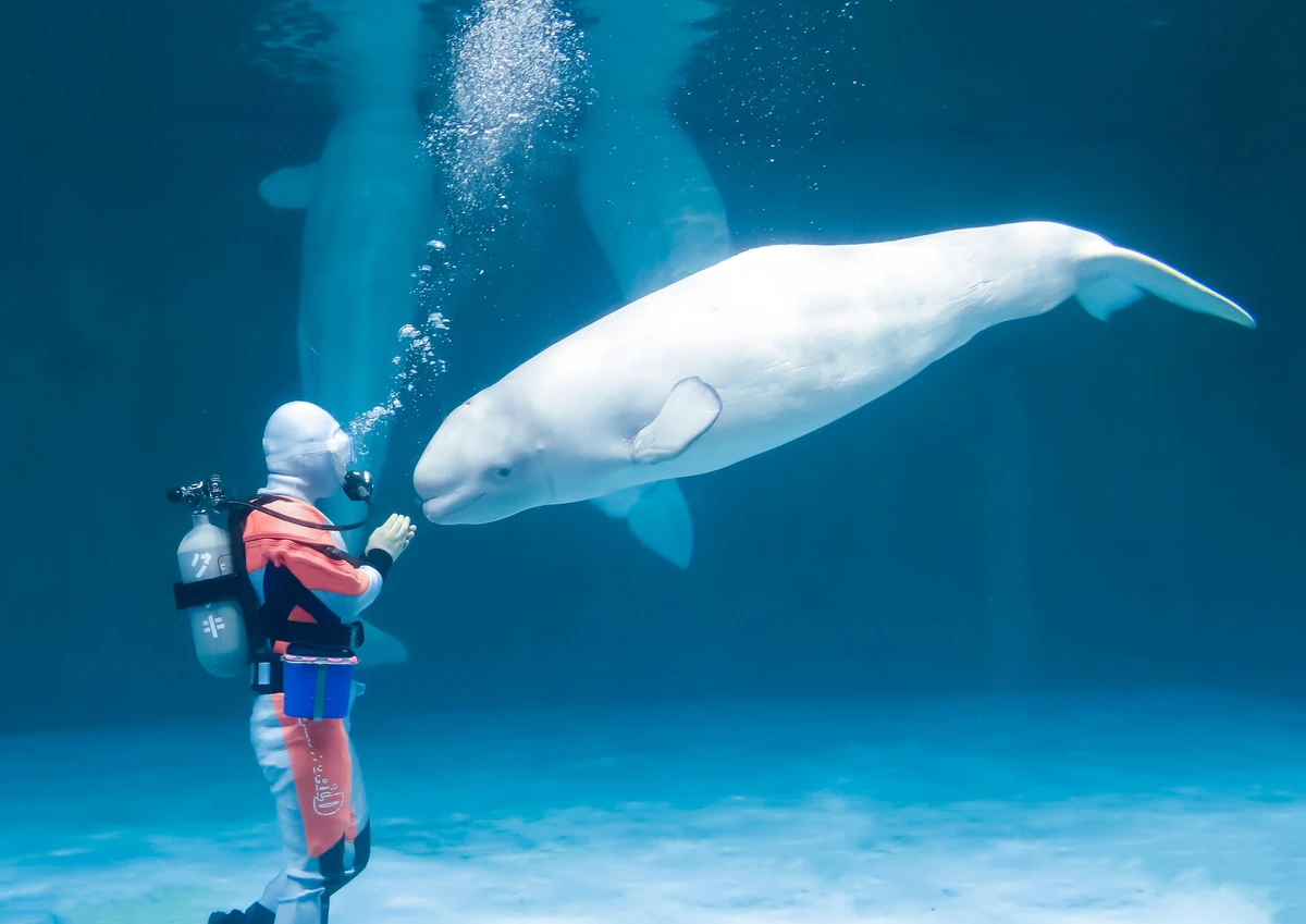 Viz ヴィズ | Captive Beluga Whale Wiki | Fandom