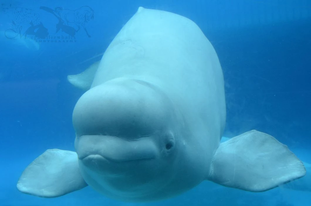Jelly Bean | Captive Beluga Whale Wiki | Fandom