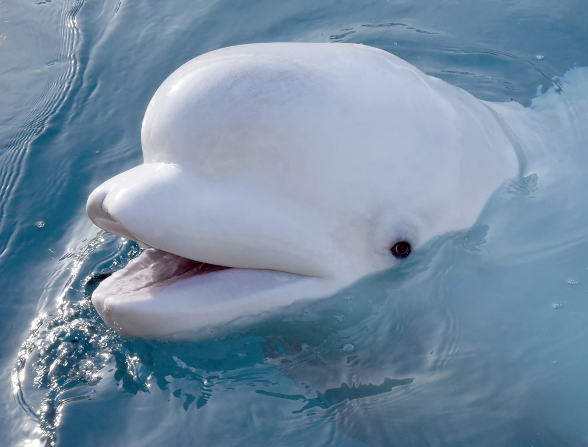 Juno | Captive Beluga Whale Wiki | Fandom