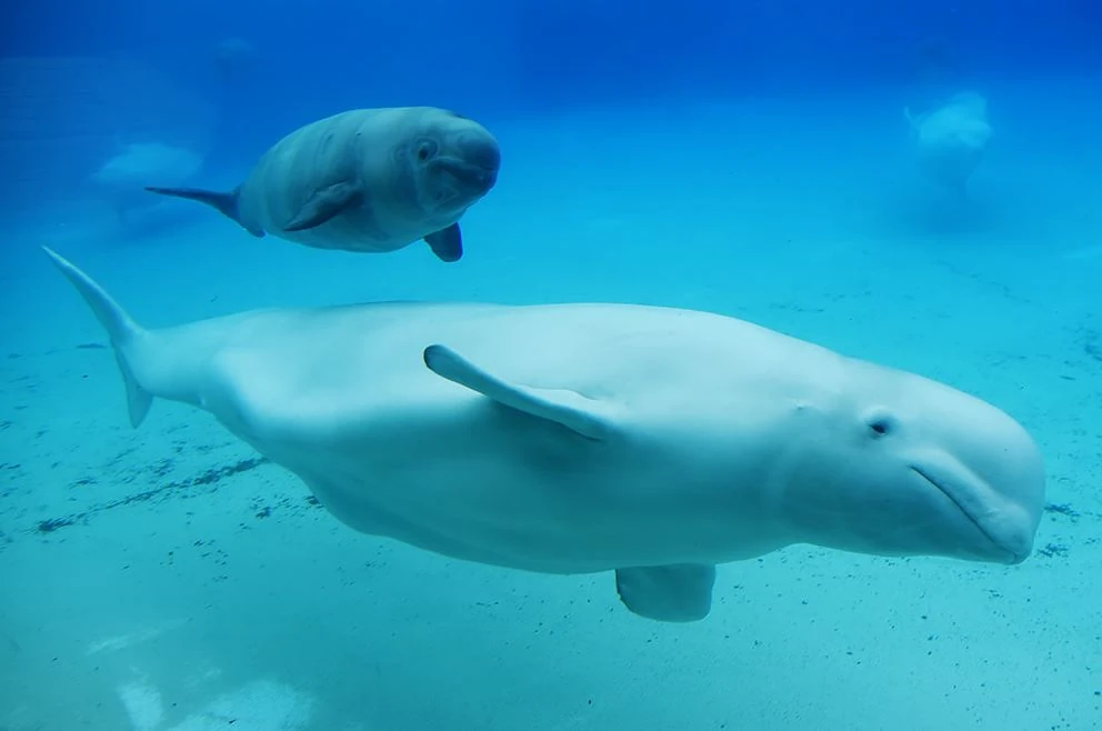 Caspian | Captive Beluga Whale Wiki | Fandom