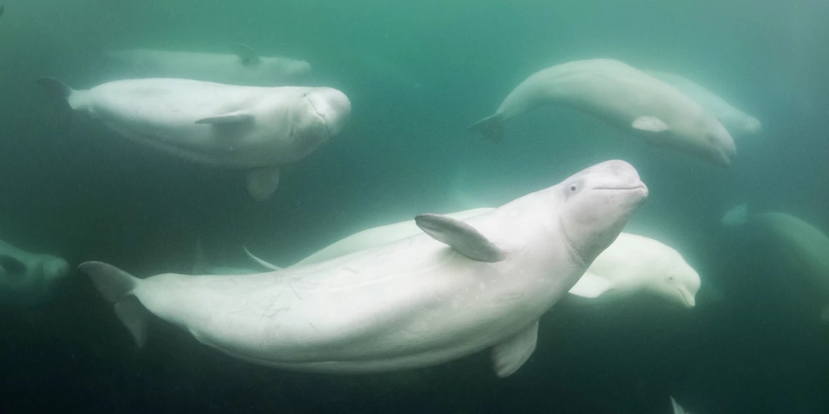 About Beluga Whales | Captive Beluga Whale Wiki | Fandom