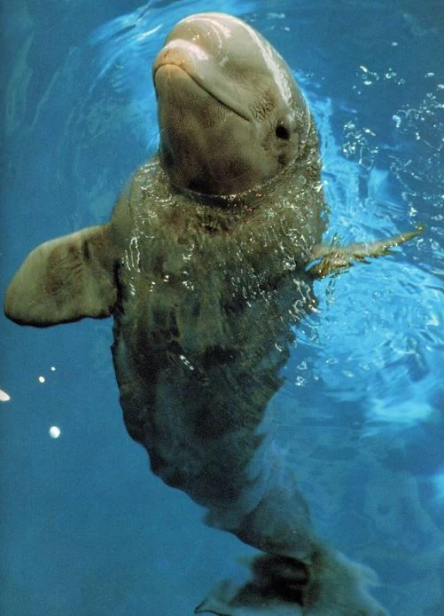 Immiayuk | Captive Beluga Whale Wiki | Fandom