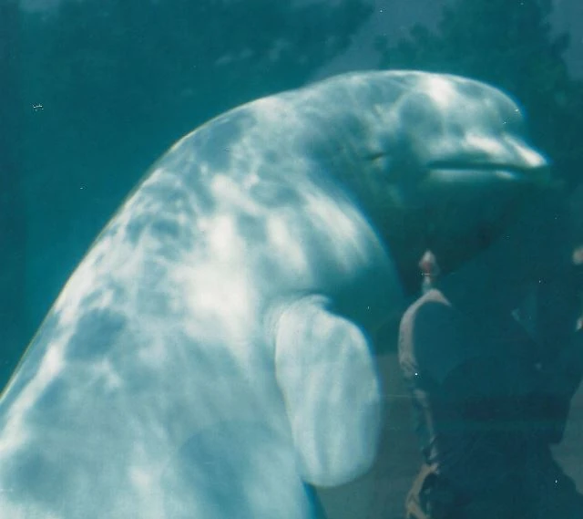 Newfy | Captive Beluga Whale Wiki | Fandom