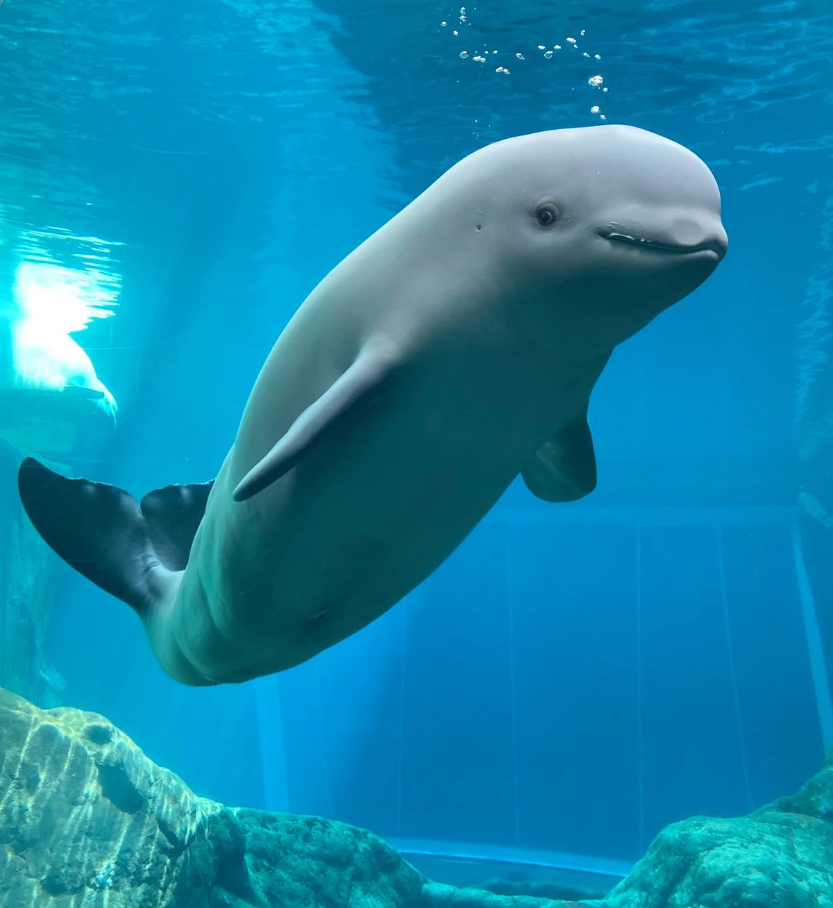Shila | Captive Beluga Whale Wiki | Fandom