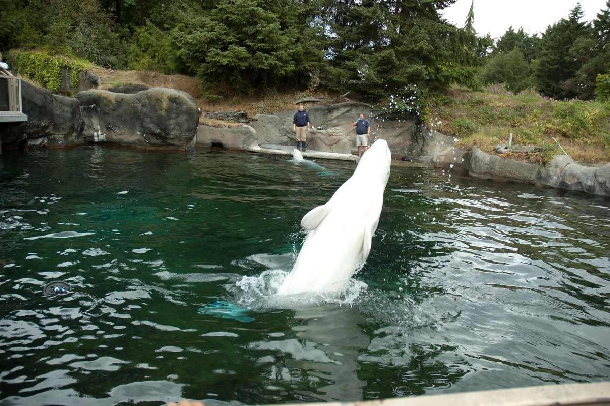 Point Defiance Zoo and Aquarium | Captive Beluga Whale Wiki | Fandom