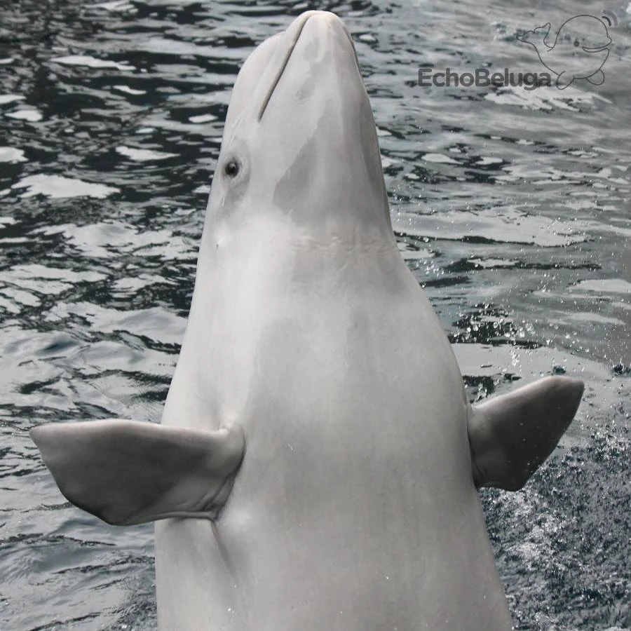 Atla | Captive Beluga Whale Wiki | Fandom