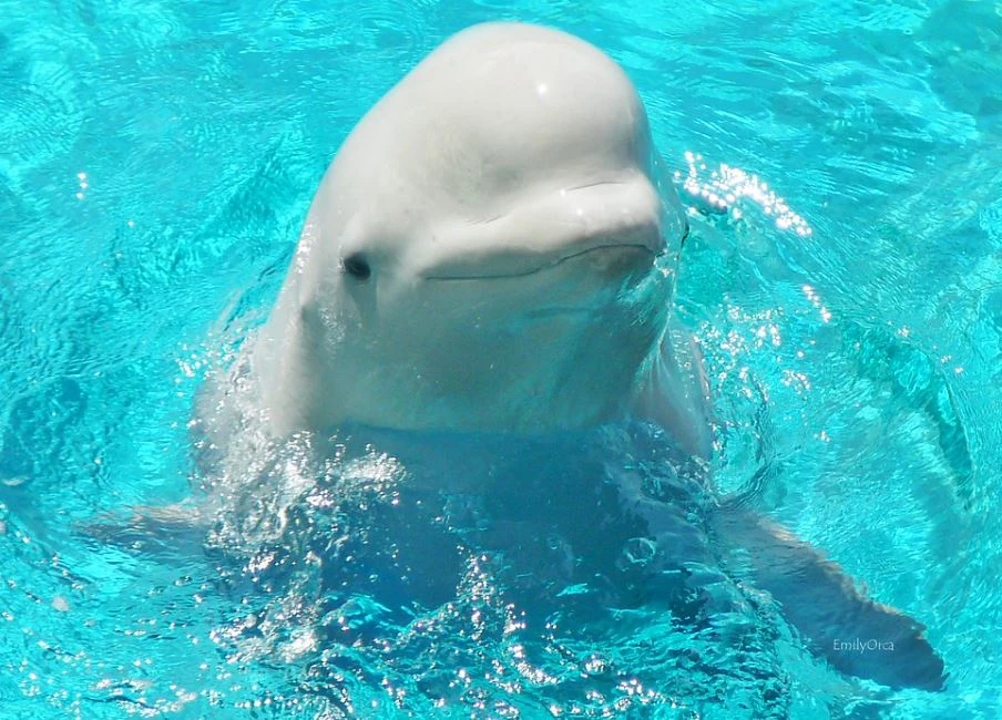 Liya リーヤ | Captive Beluga Whale Wiki | Fandom