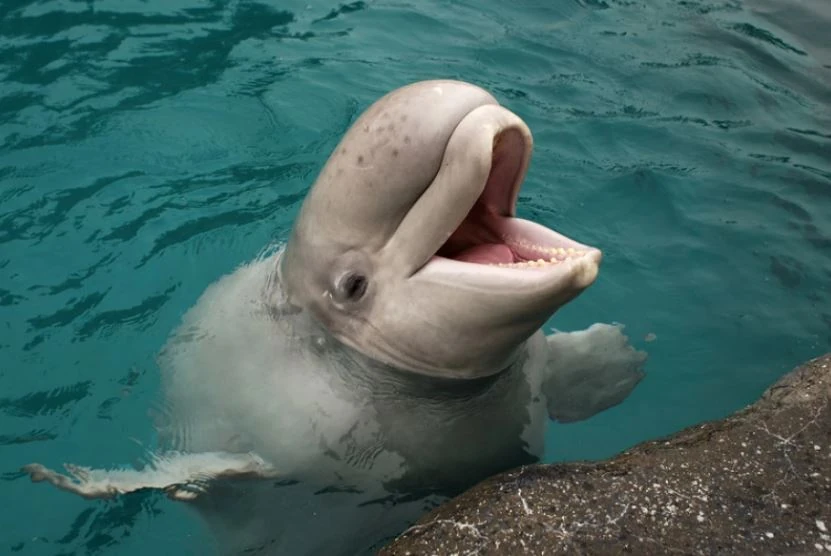 Naku | Captive Beluga Whale Wiki | Fandom