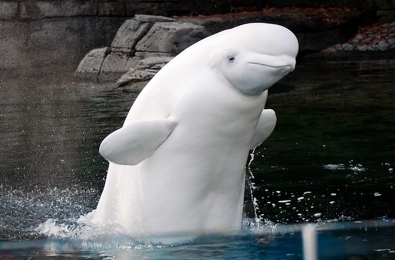 Aurora (Vancouver Aquarium) | Captive Beluga Whale Wiki | Fandom