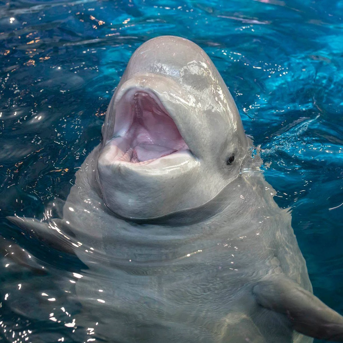 Annik | Captive Beluga Whale Wiki | Fandom