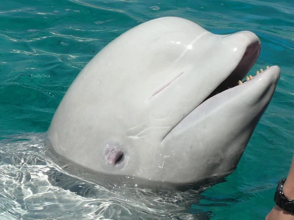 Parara パララ | Captive Beluga Whale Wiki | Fandom