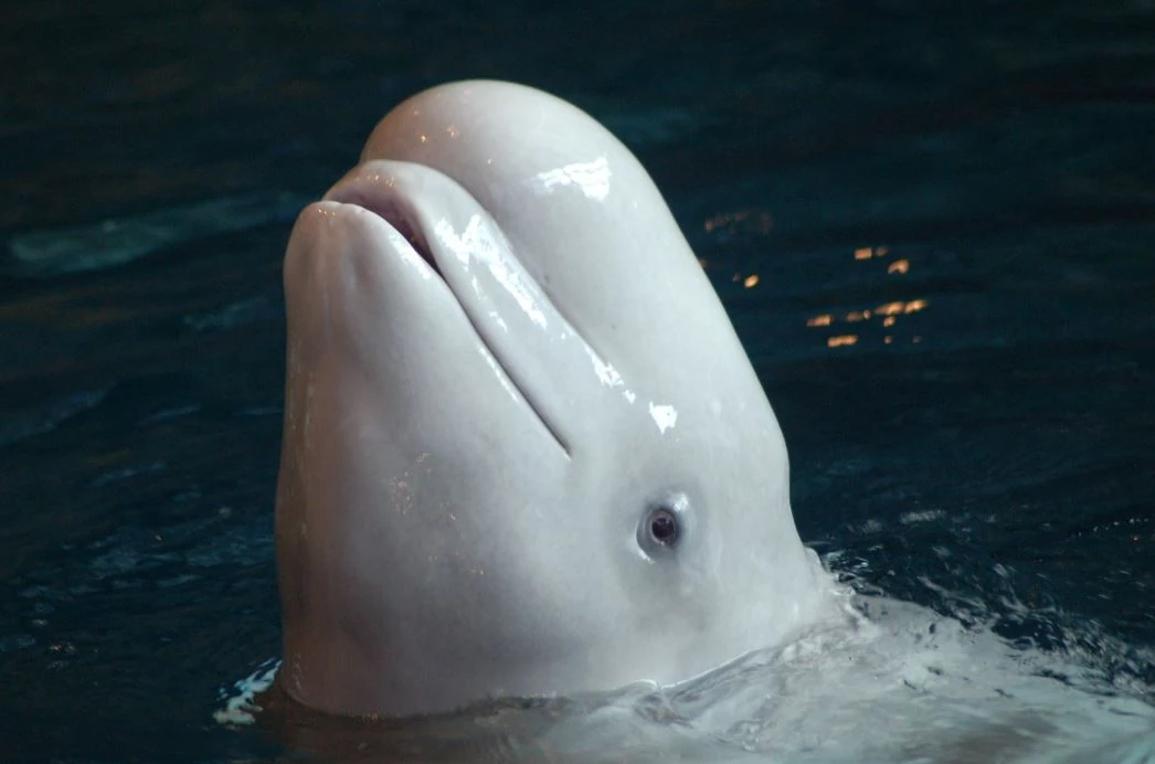 Puiji | Captive Beluga Whale Wiki | Fandom