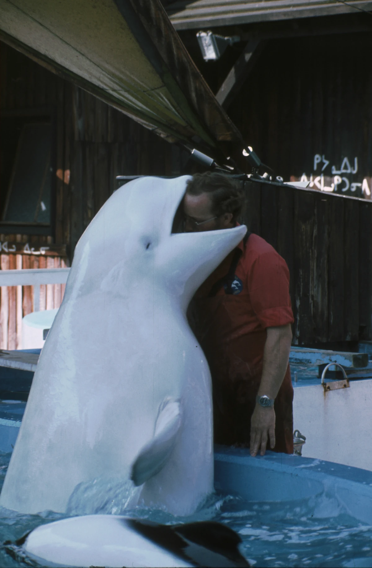 Moby | Captive Beluga Whale Wiki | Fandom