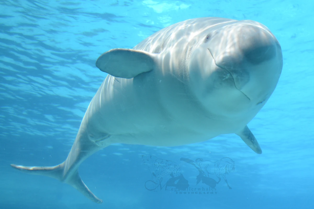 Jetta | Captive Beluga Whale Wiki | Fandom