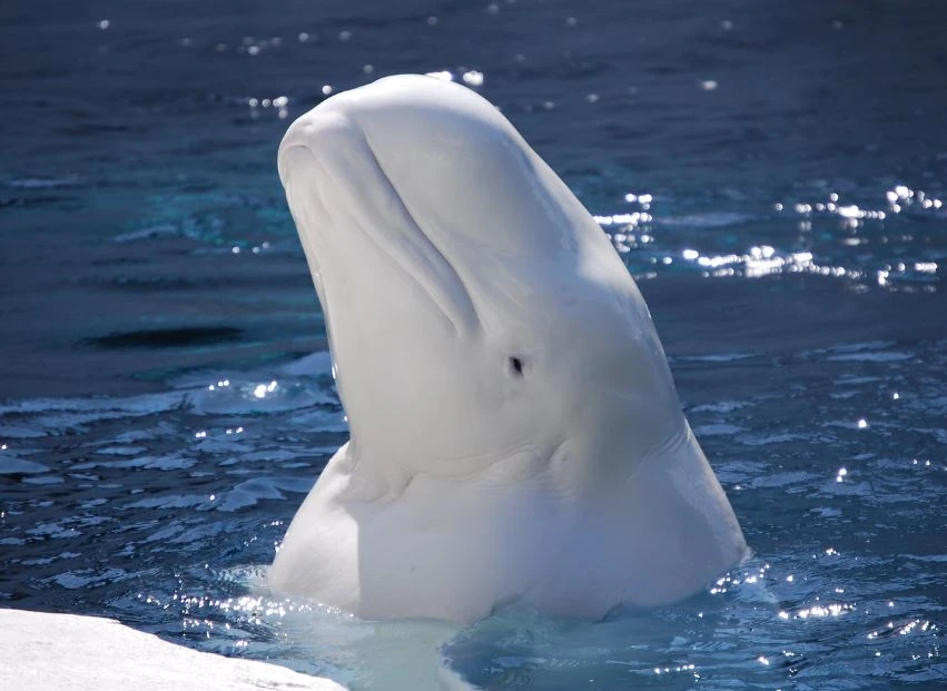 Ferdinand | Captive Beluga Whale Wiki | Fandom