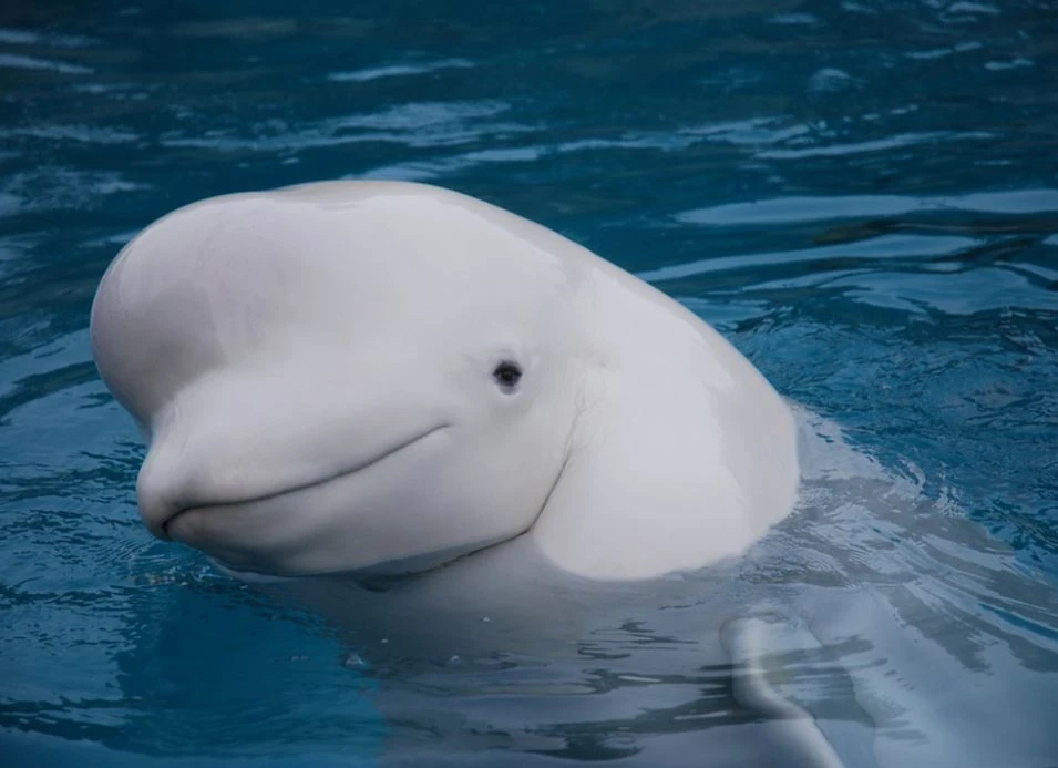 Inuk | Captive Beluga Whale Wiki | Fandom