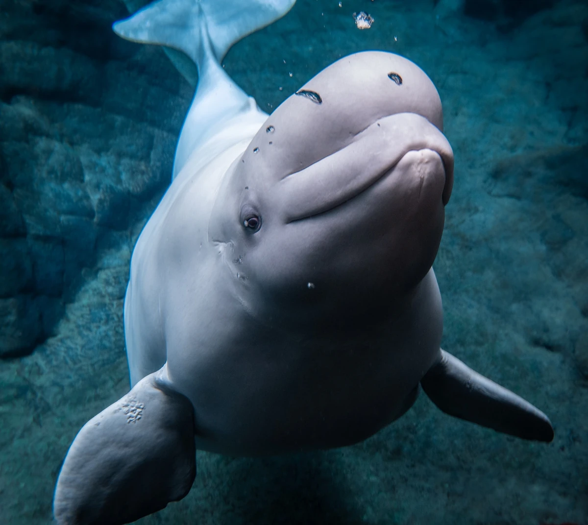 Qinu | Captive Beluga Whale Wiki | Fandom