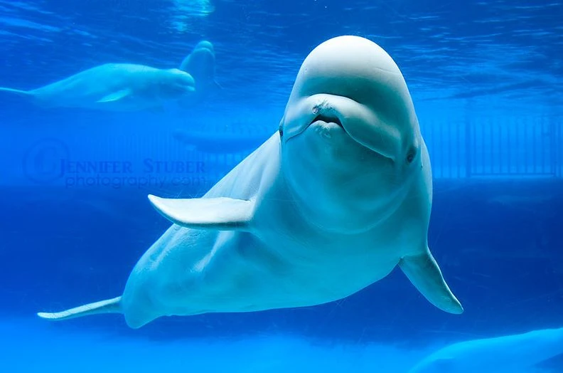 Burnaby | Captive Beluga Whale Wiki | Fandom