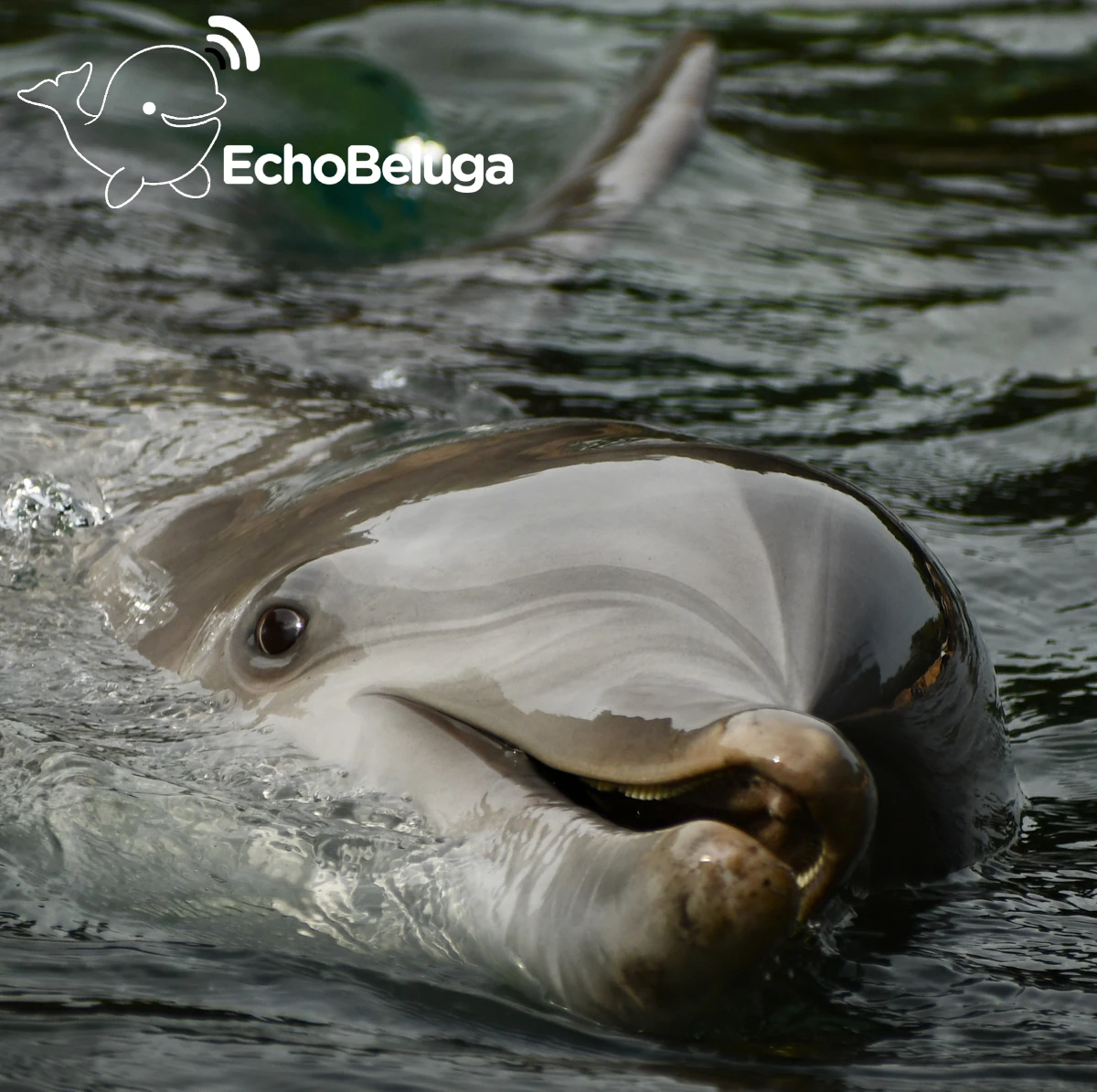 Aries (DC) | Captive Cetaceans Wiki | Fandom