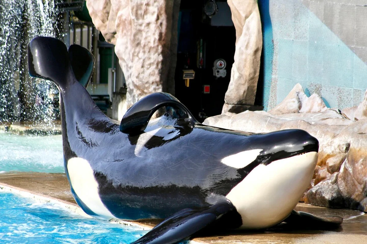 Keet (SWC) | Captive Cetaceans Wiki | Fandom