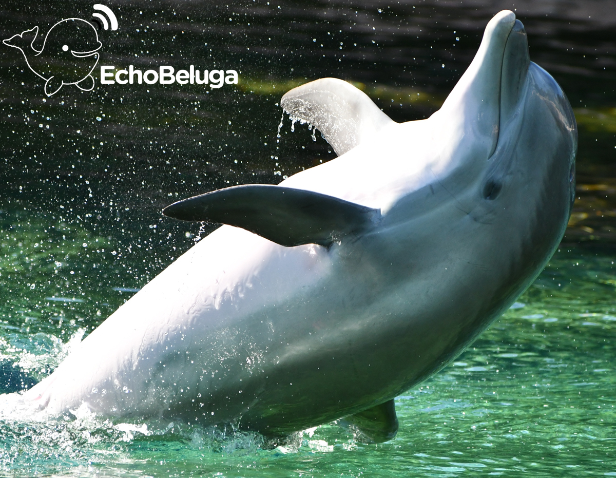 Luna Ii Dc Captive Cetaceans Wiki Fandom