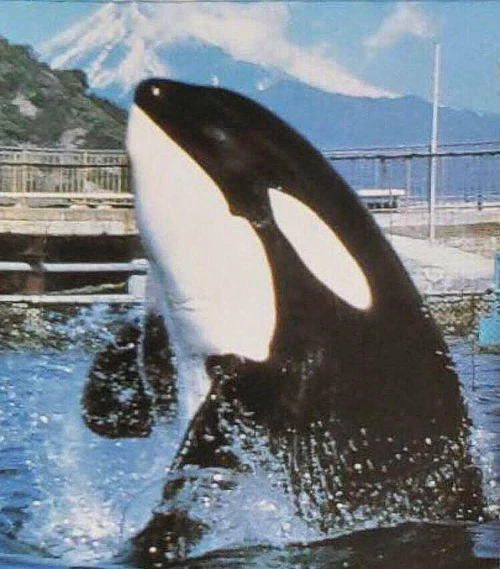 Tanouk (IMSP) | Captive Cetaceans Wiki | Fandom