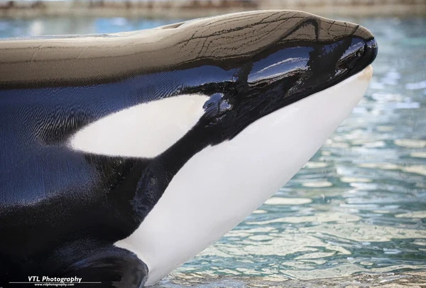 Makaio (SWF) | Captive Cetaceans Wiki | Fandom