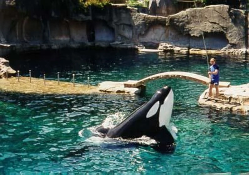 Finna (VAQ) | Captive Cetaceans Wiki | Fandom