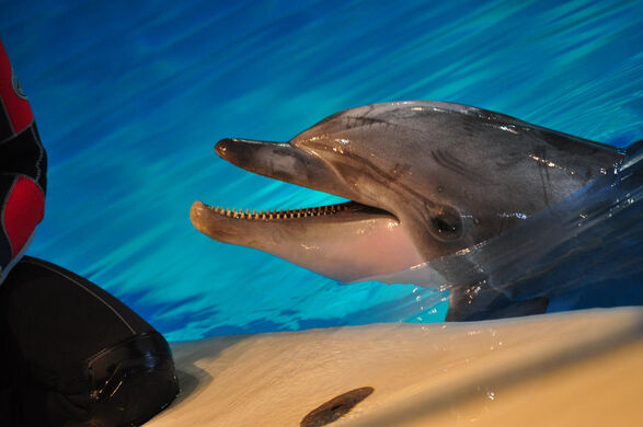 Vicky Kwz Captive Cetaceans Wiki Fandom