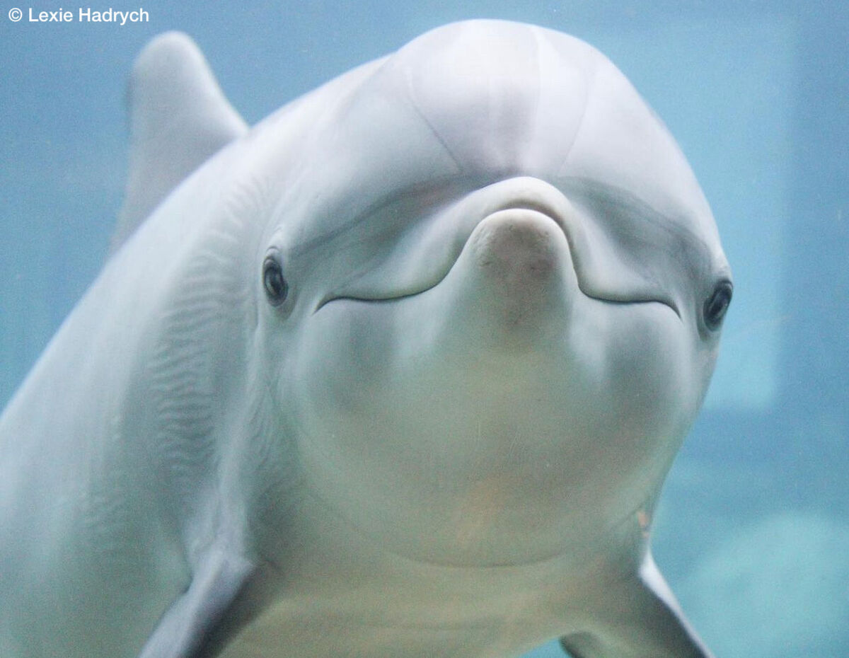 Yuri Swt Captive Cetaceans Wiki Fandom
