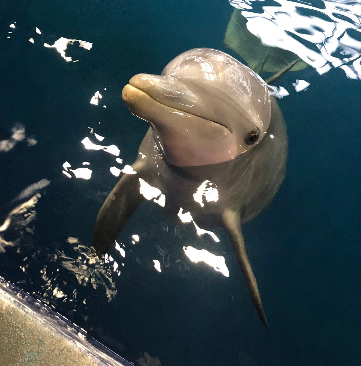 Bermudiana (GA) | Captive Cetaceans Wiki | Fandom